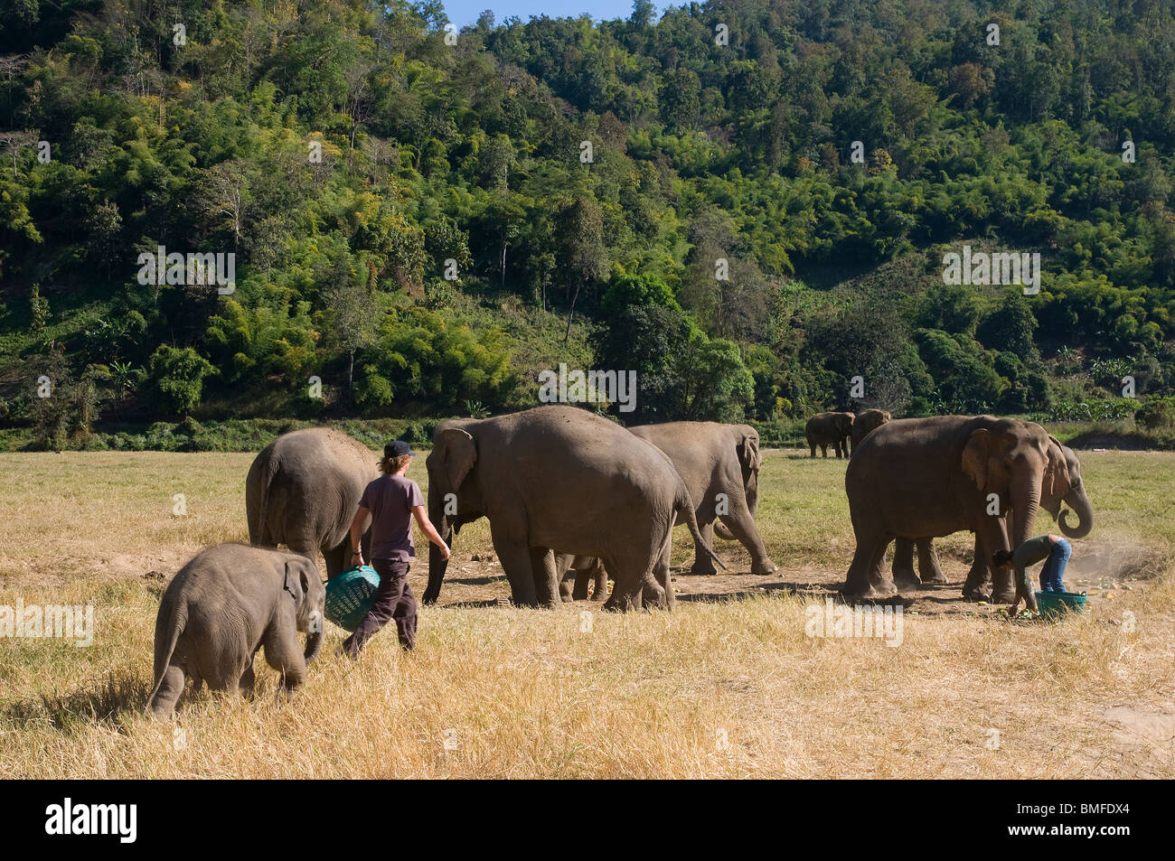 THAILAND, NORTH OF CHIANG MAI: Lek's elephant farm for rescued ...