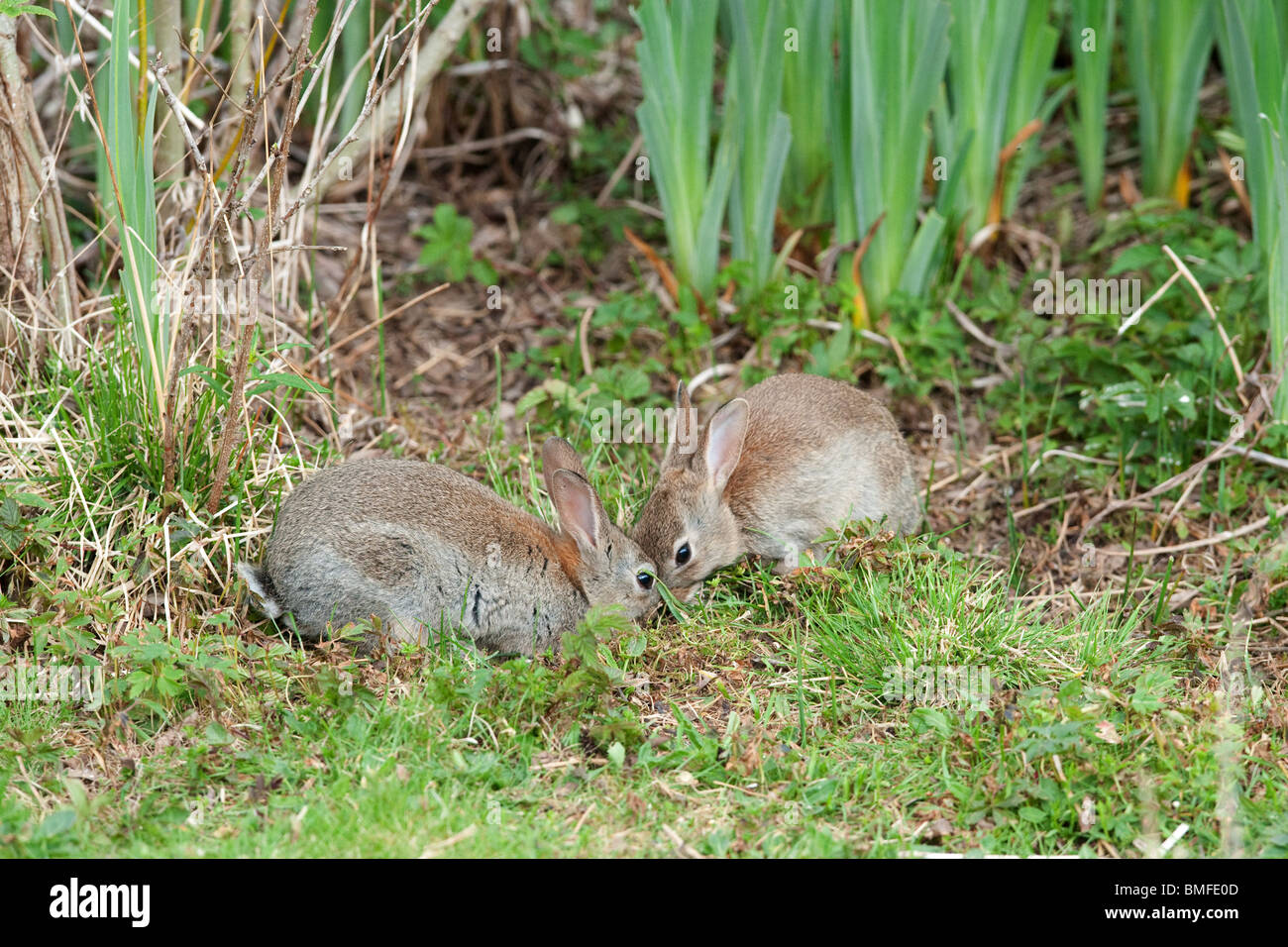 Pair of wild rabbits nuzzling Stock Photo - Alamy