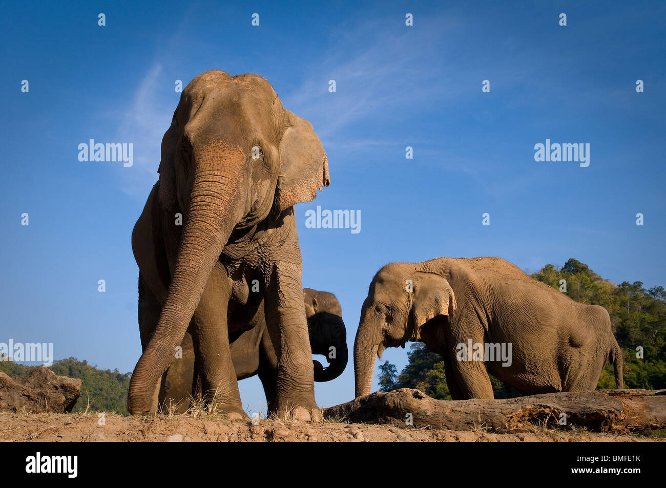 THAILAND, NORTH OF CHIANG MAI: Lek's elephant farm for rescued ...