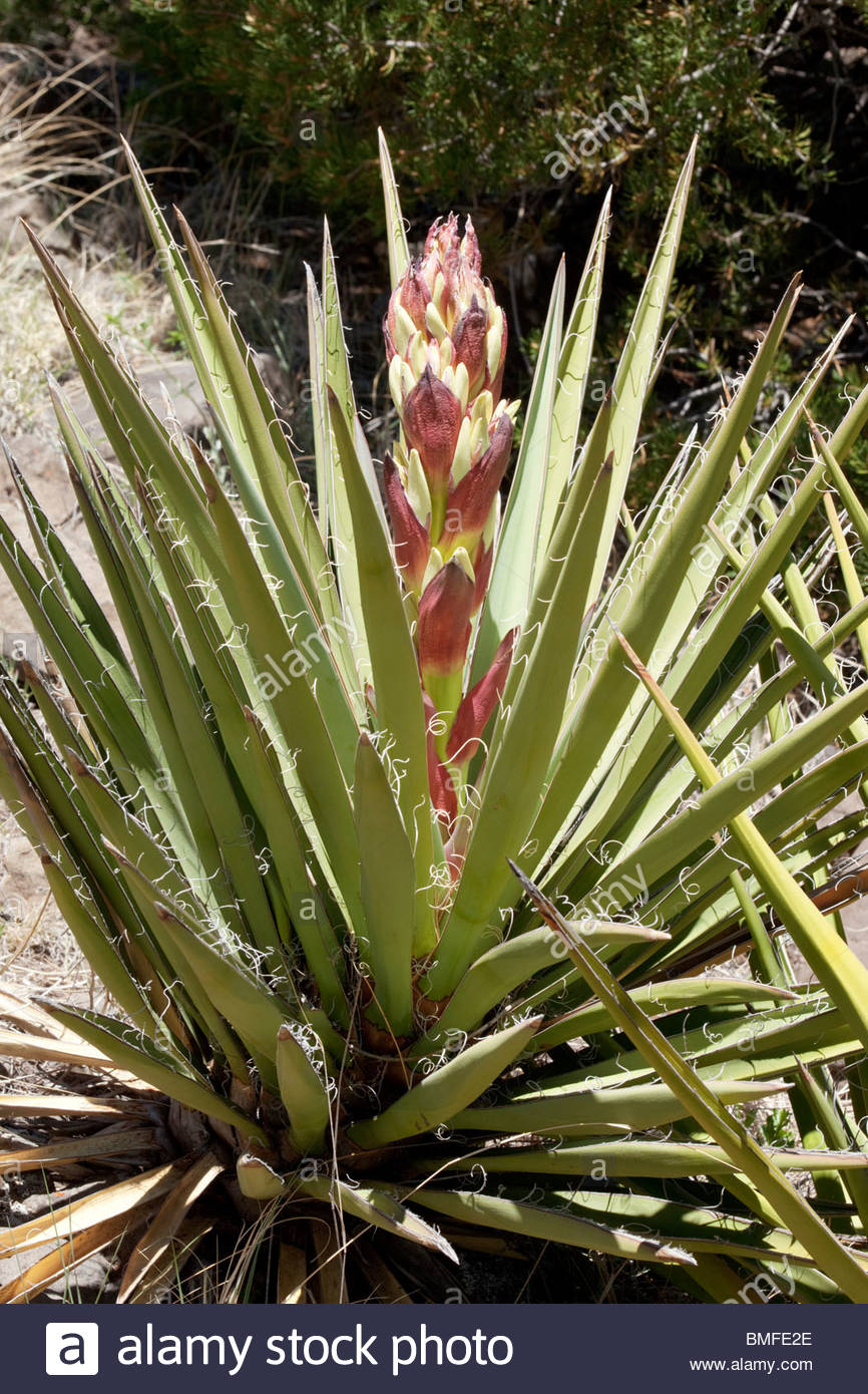 Banana Yucca Stock Photos & Banana Yucca Stock Images - Alamy