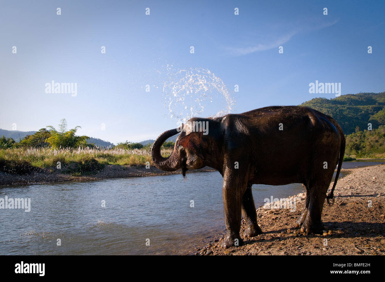 THAILAND, NORTH OF CHIANG MAI: Lek's elephant farm for rescued ...