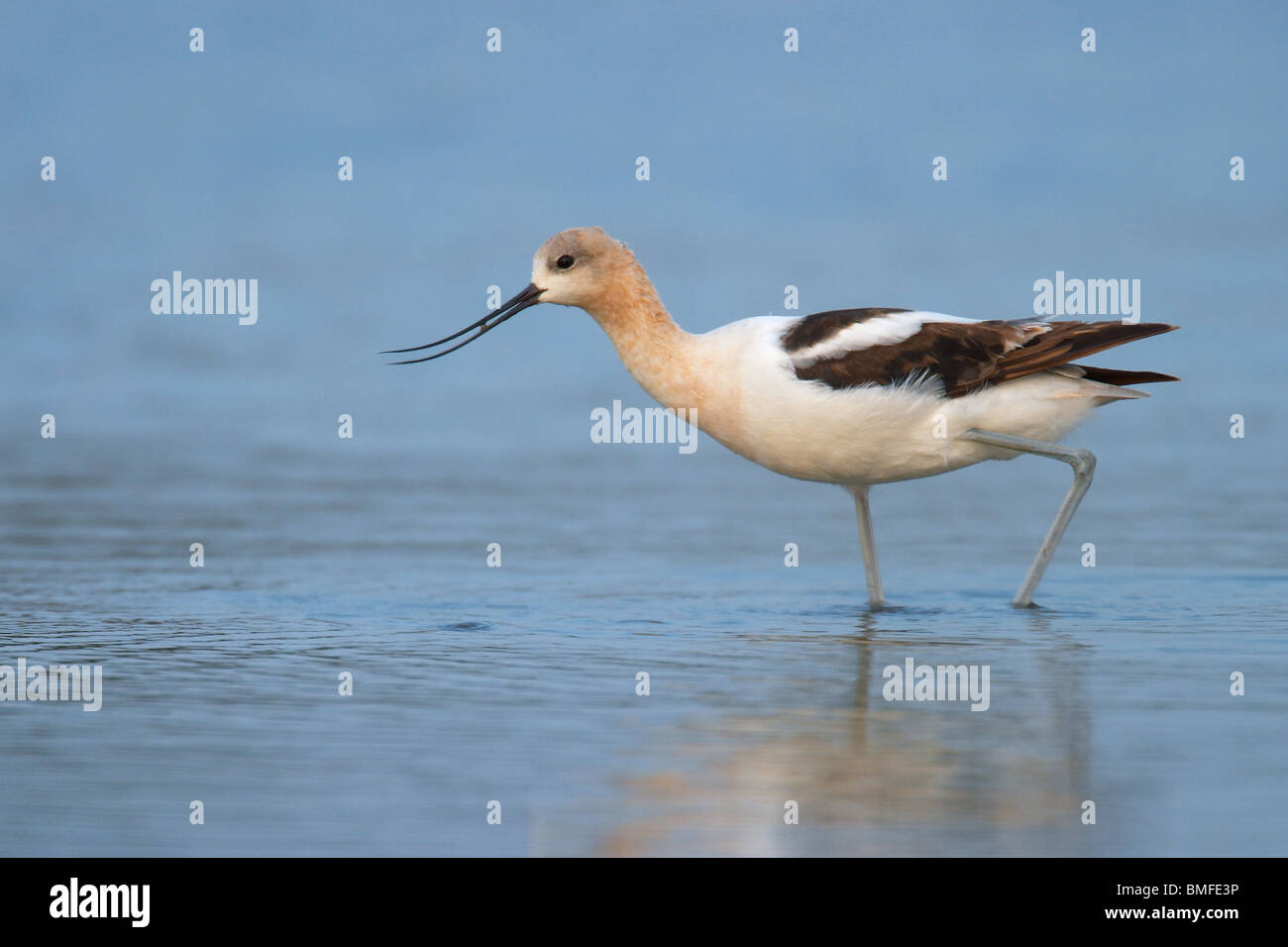 Adult American Avocet in non-breeding plumage feeding in shallow water ...