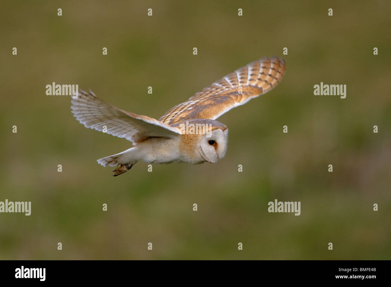 Wild female barn owl hi-res stock photography and images - Alamy