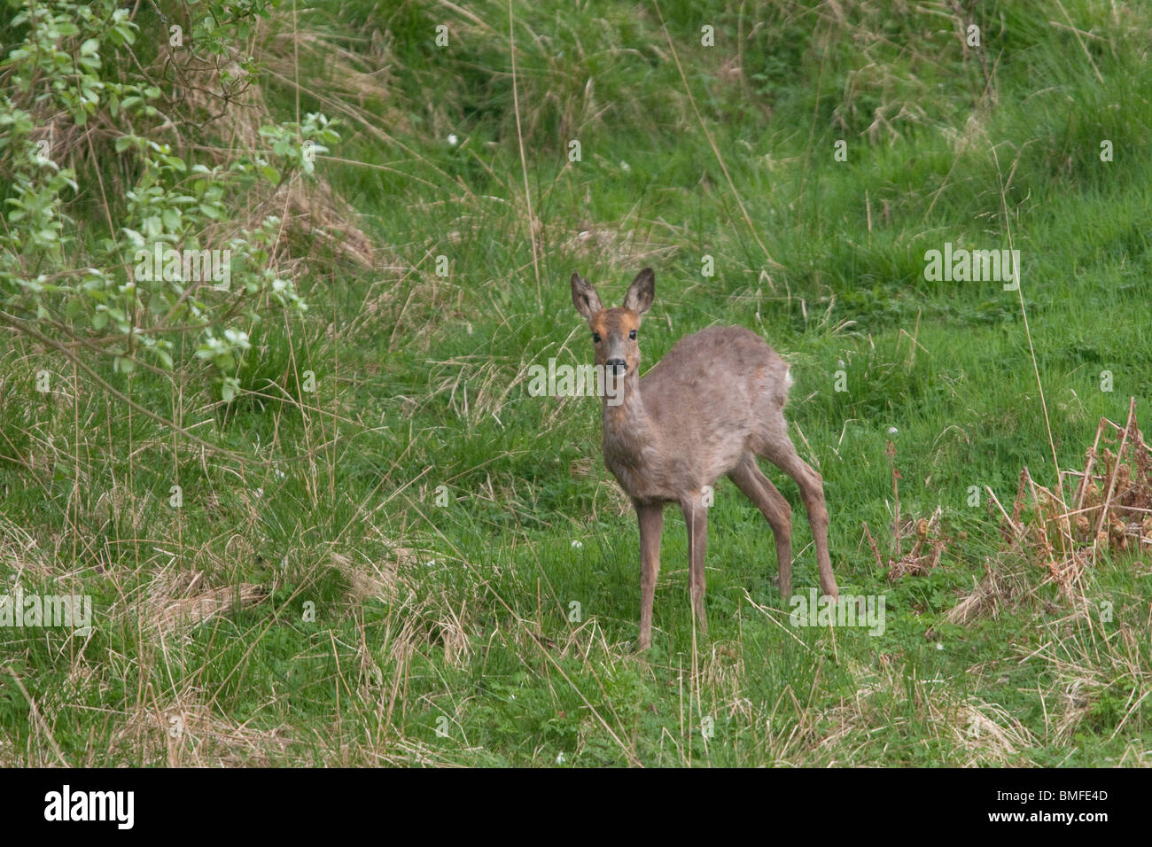 Roe deer doe Stock Photo - Alamy