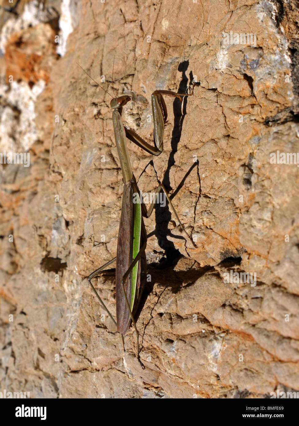 Giant praying mantis on the stones of Great Wall of China Stock Photo ...
