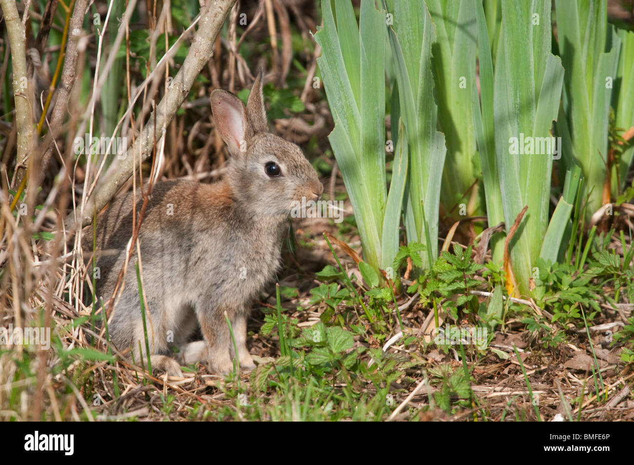 Wild rabbit upright hi-res stock photography and images - Alamy