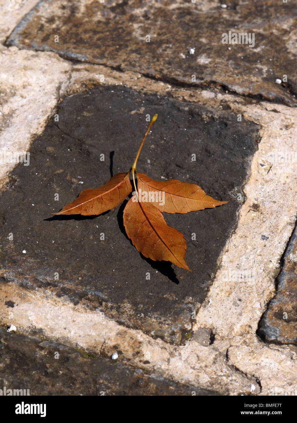 Orange leaf laying on the stones of the Great Wall, Simatai area, China ...