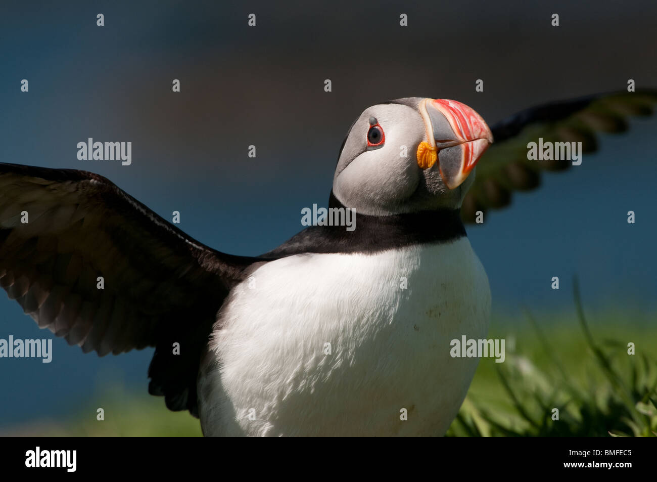 Puffin in fly hi-res stock photography and images - Alamy