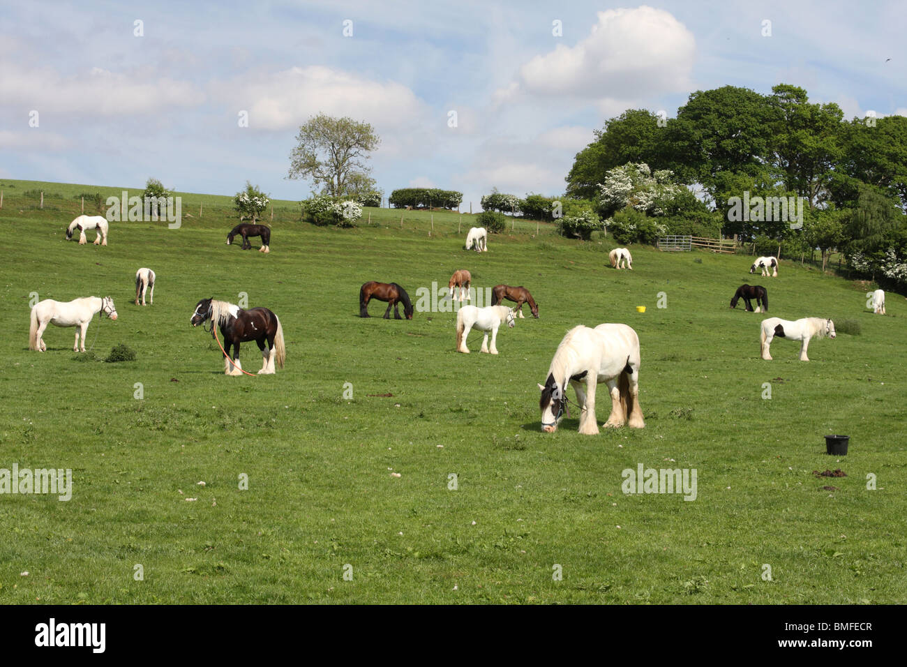 Appleby Horse Fair, Appleby-In-Westmorland, Cumbria, England, U.K Stock ...