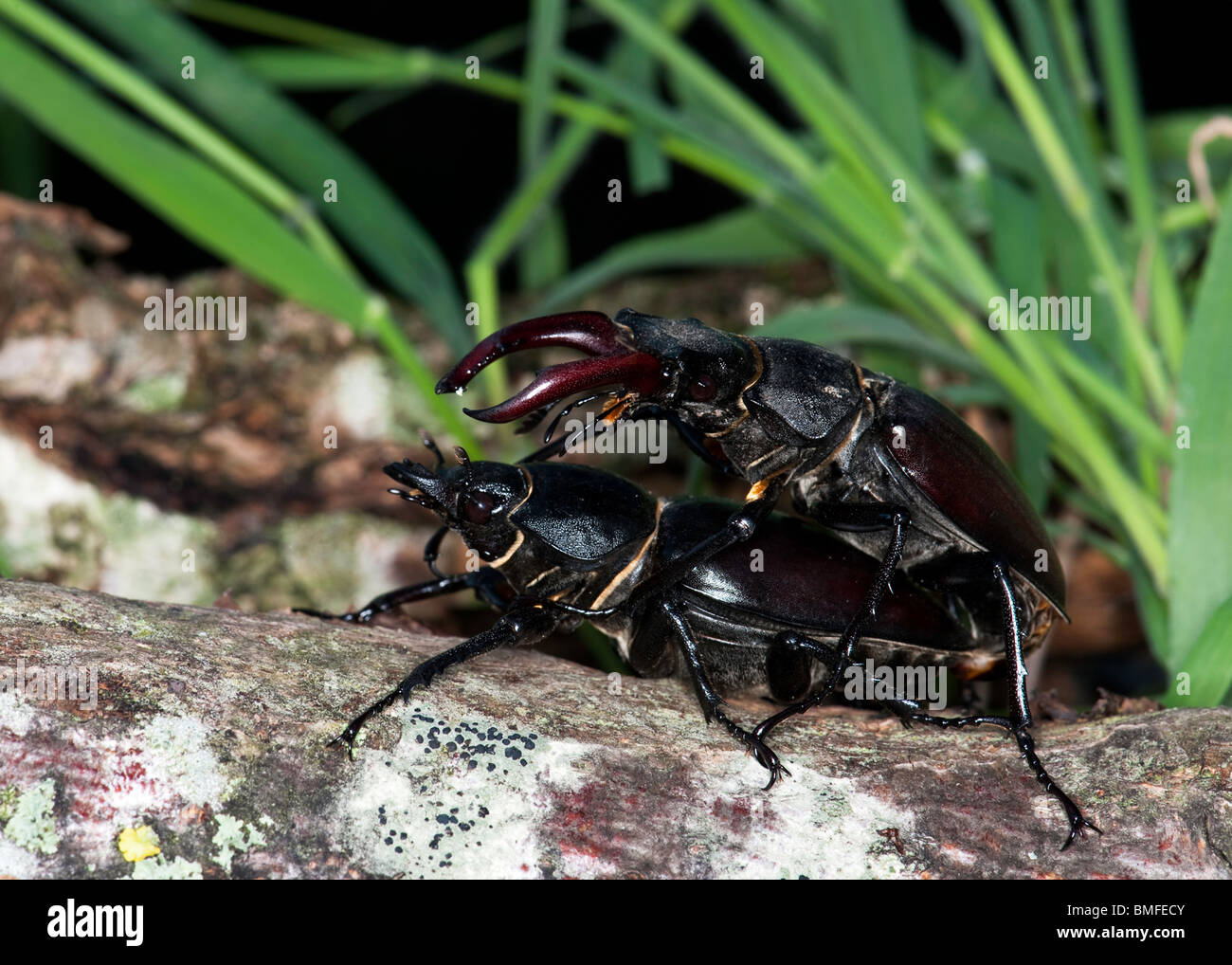 Stag beetles hi-res stock photography and images - Alamy