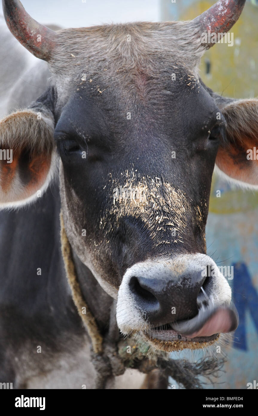 Sacred cow hindu hi-res stock photography and images - Alamy