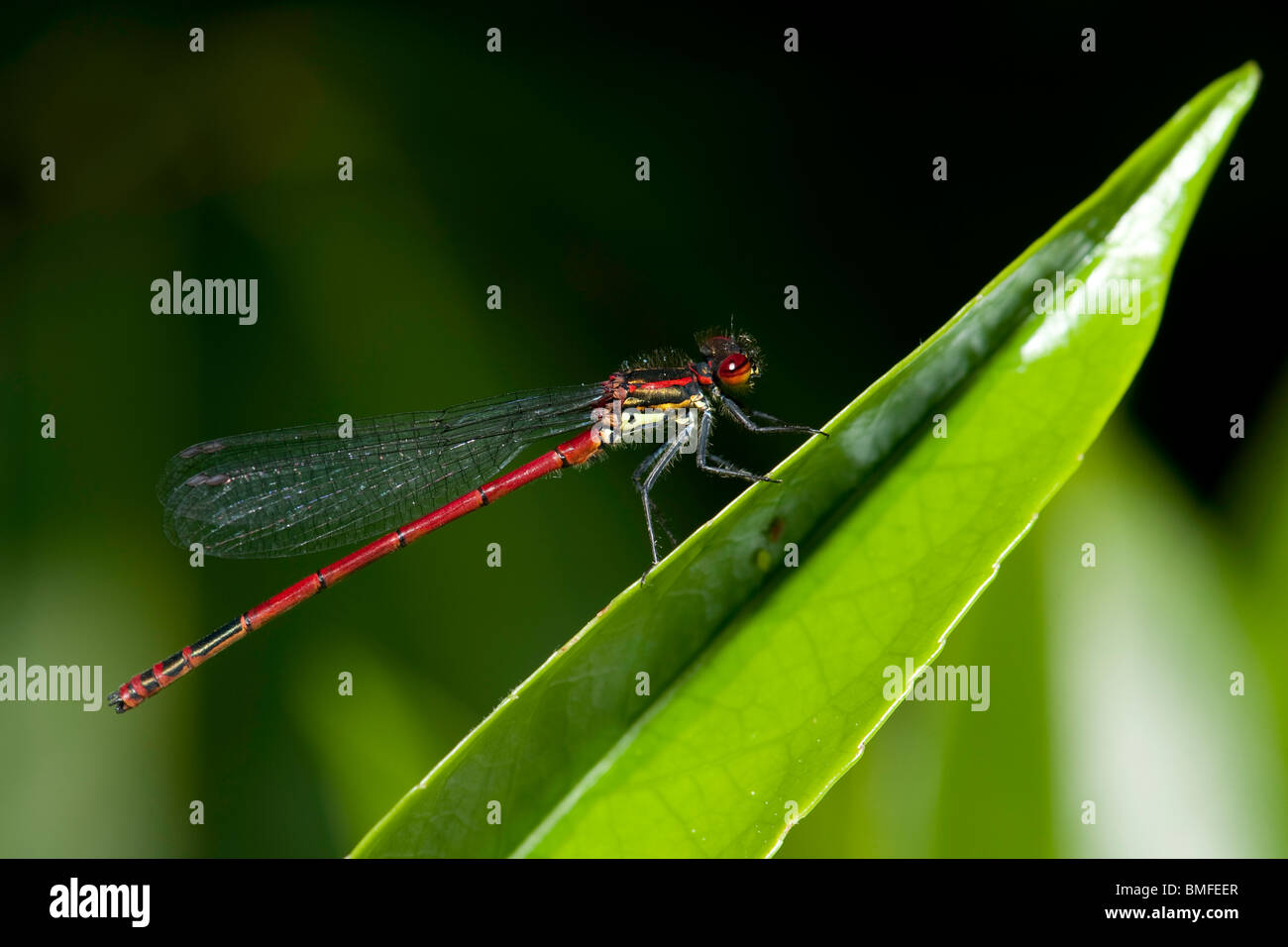 Large red damsel fly on laural Stock Photo - Alamy