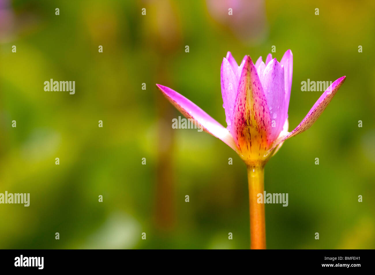 Single stem flower hi-res stock photography and images - Alamy