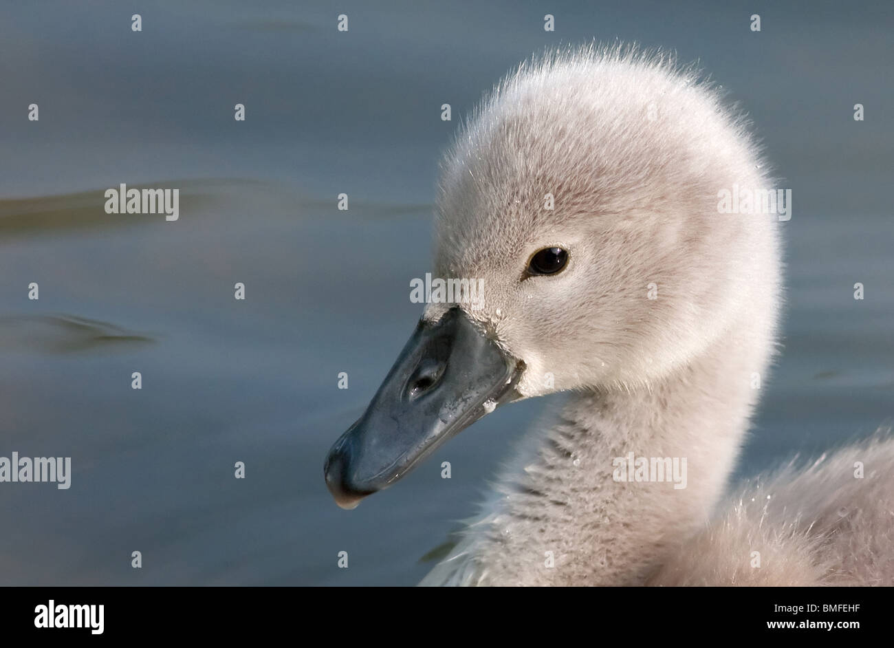 Cygnet hi-res stock photography and images - Alamy