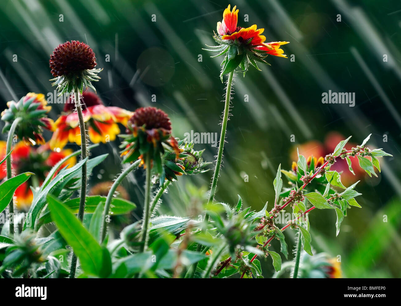 Summer climatic hi-res stock photography and images - Alamy