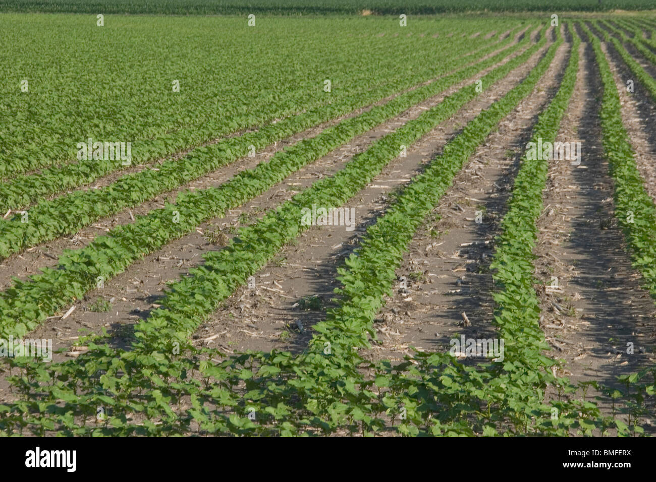 Cotton crop hi-res stock photography and images - Alamy