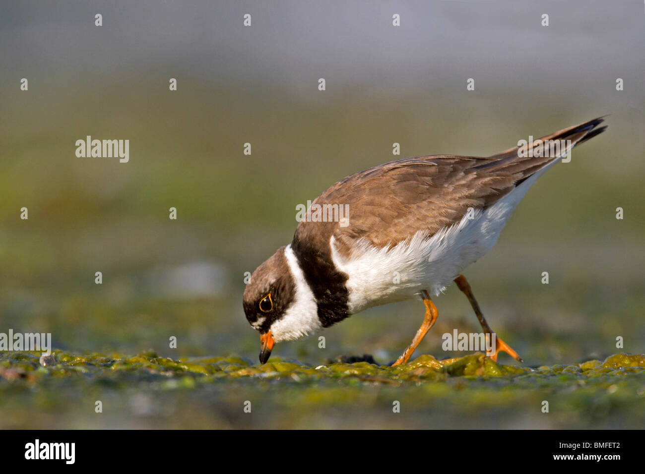 Semi palmated plover hi-res stock photography and images - Alamy