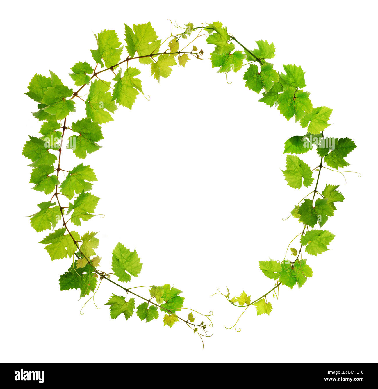 Grapevine circle frame on white background Stock Photo - Alamy