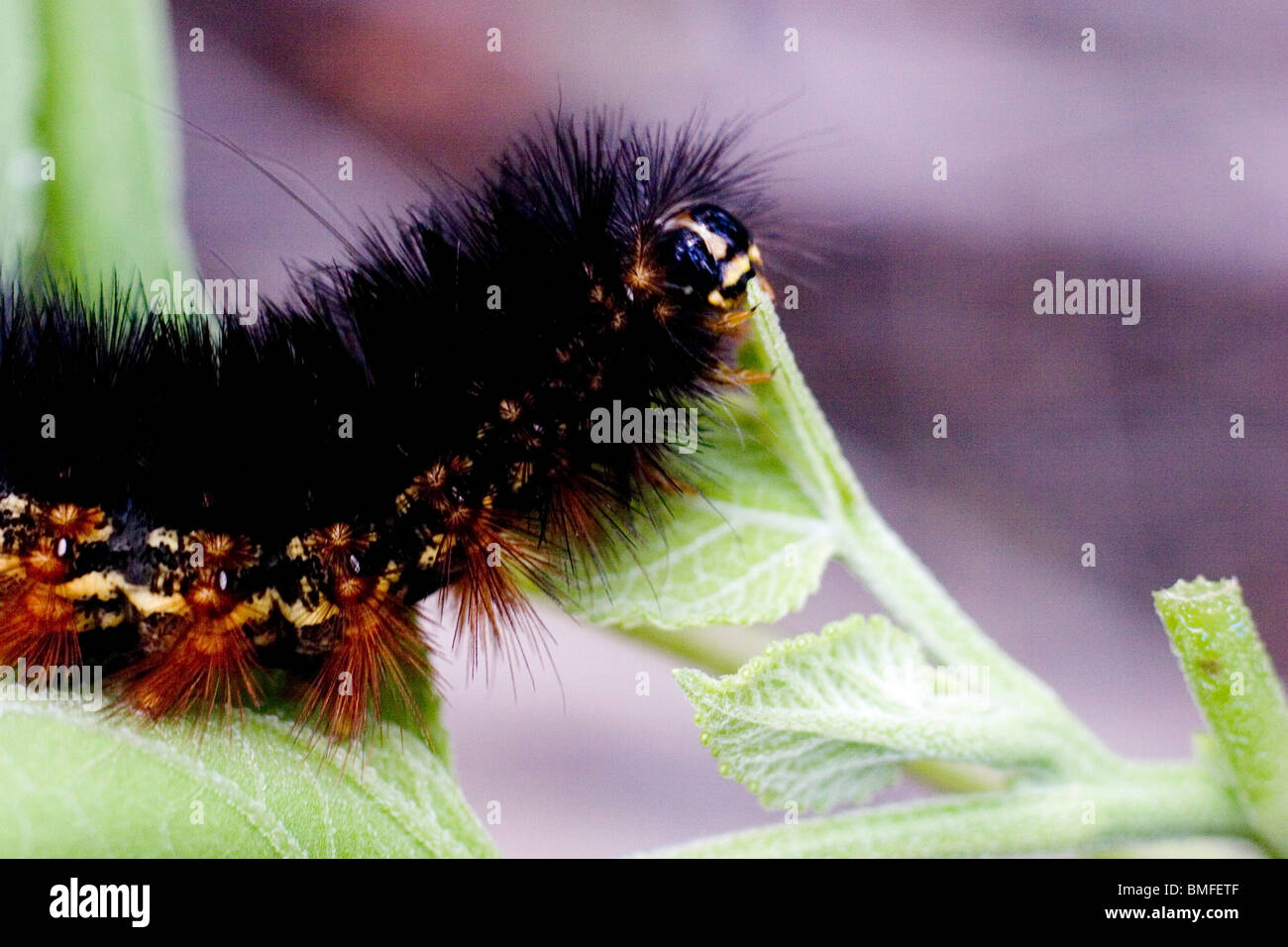 Estigmene acrea Caterpillar Eating Stock Photo - Alamy