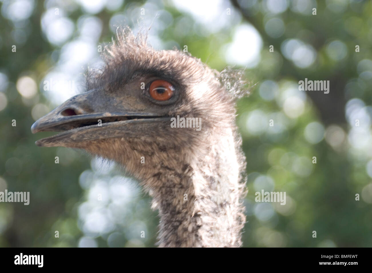 Eyes of emu hi-res stock photography and images - Alamy
