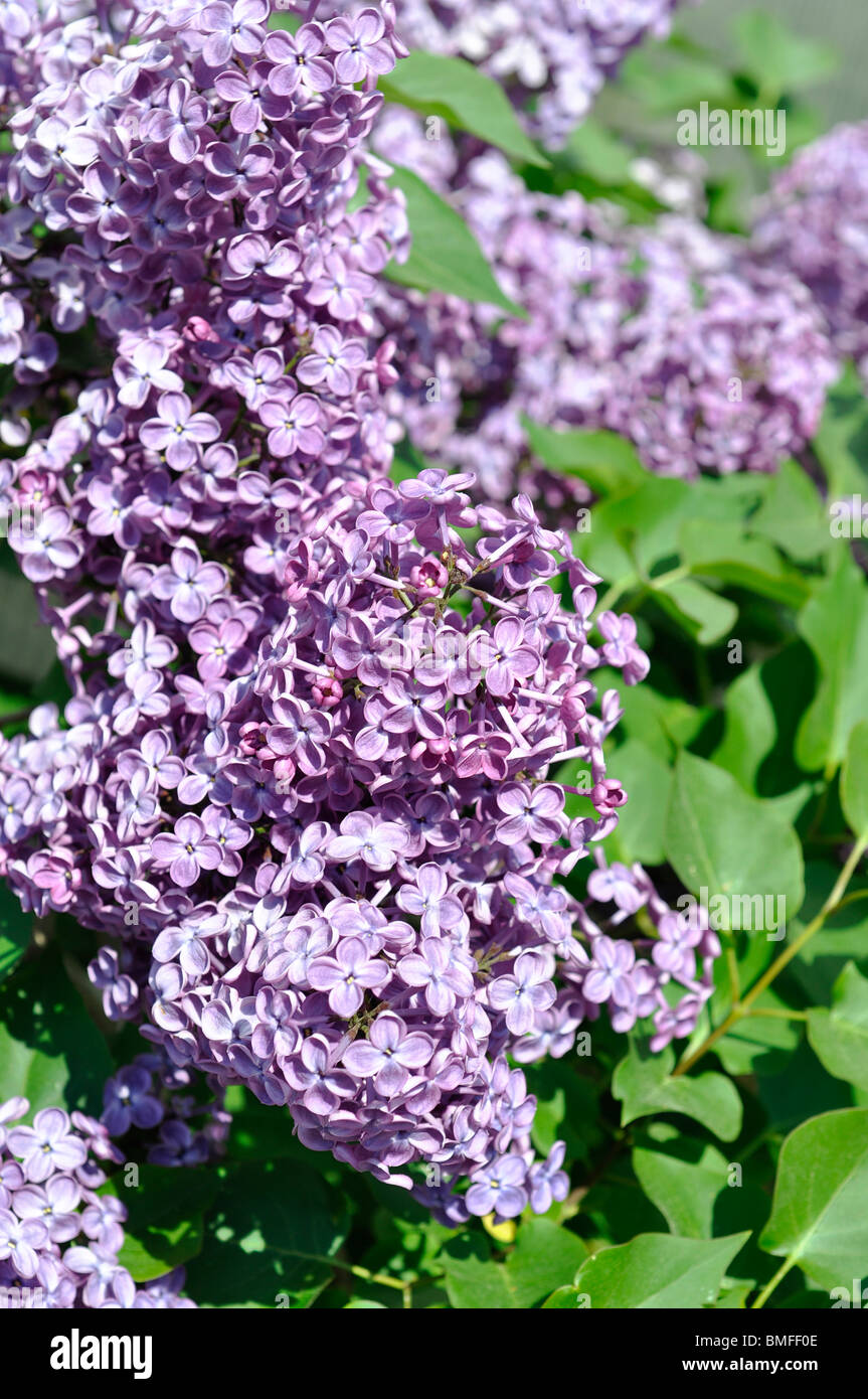 Syringa syringa vulgaris hi-res stock photography and images - Alamy