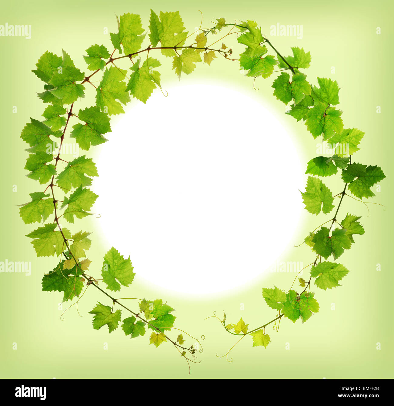 Grapevine circle frame Stock Photo - Alamy