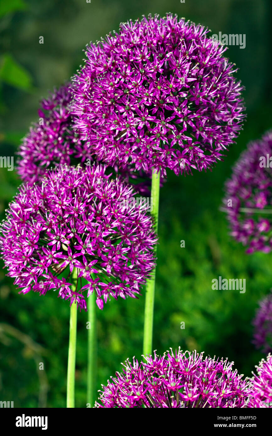 A photograph of a group of Alium flowers Stock Photo - Alamy