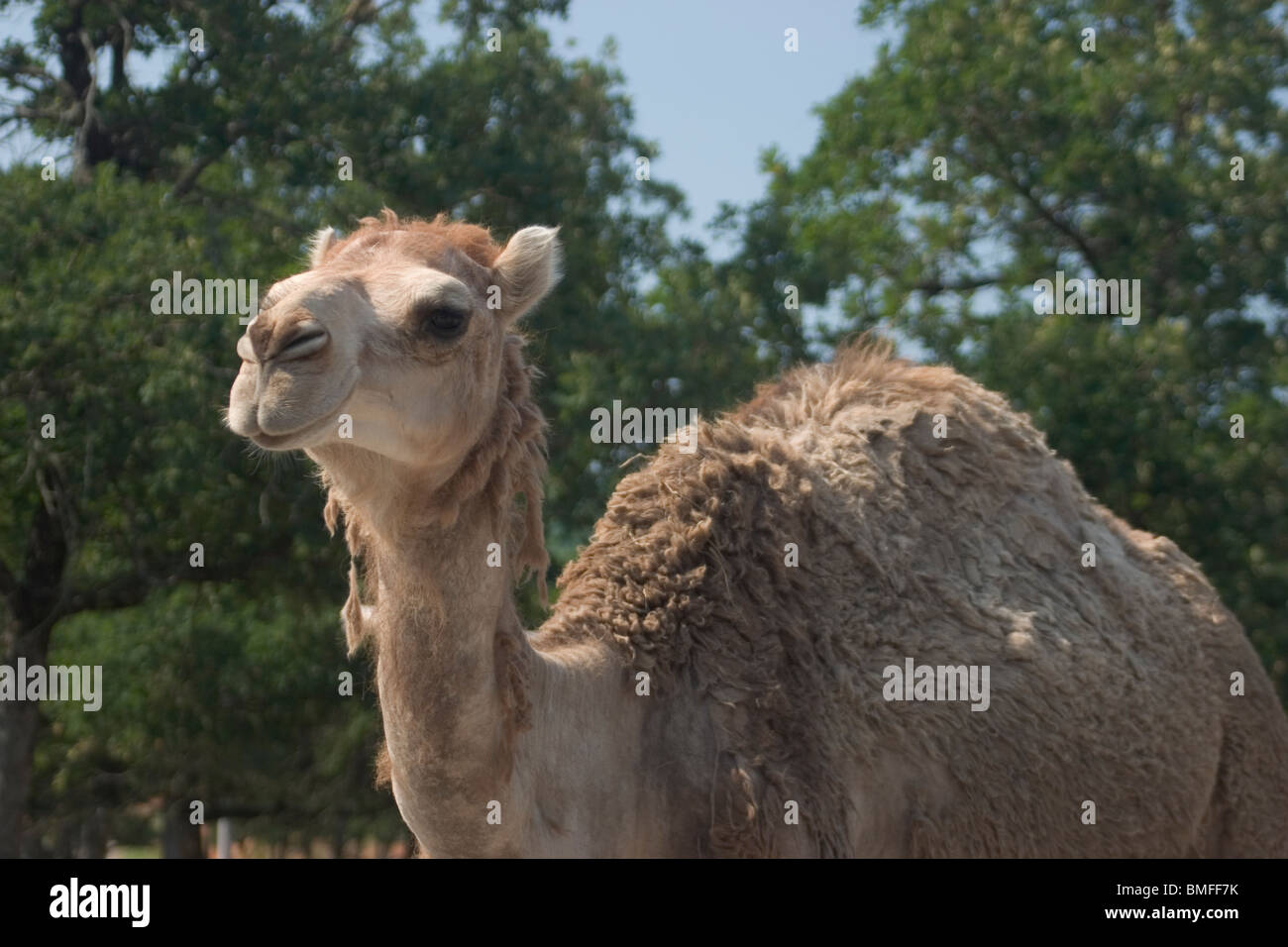 How the camel got its hump hi-res stock photography and images - Alamy