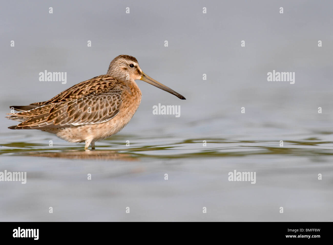 Short-billed Dowitcher feeding in shallow water at dawn Stock Photo - Alamy