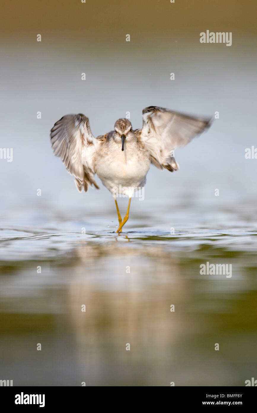 Beating wings hi-res stock photography and images - Alamy