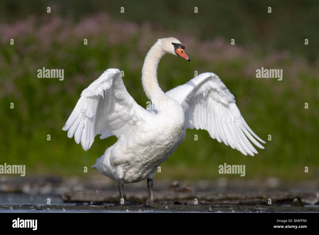 Adult Mute Swan beating its wings Stock Photo - Alamy
