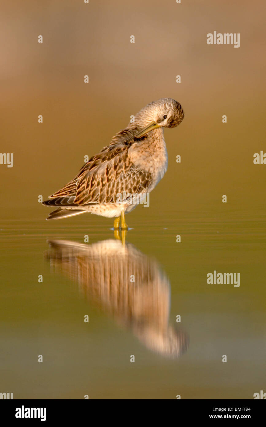 Short-billed Dowitcher preening at dawn Stock Photo - Alamy