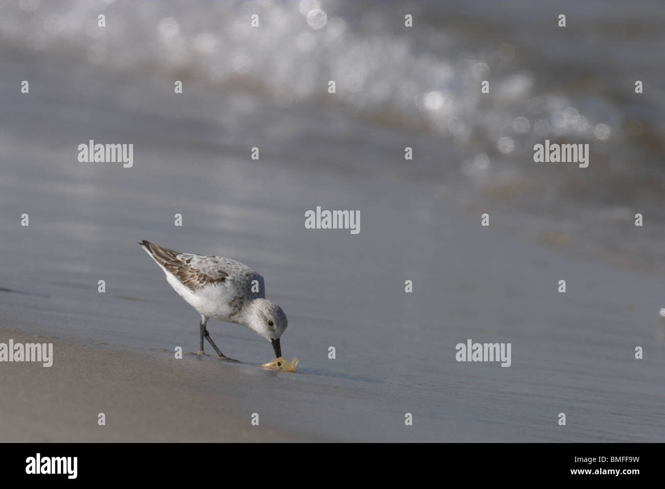 Sanderling feeding on the beach Stock Photo - Alamy