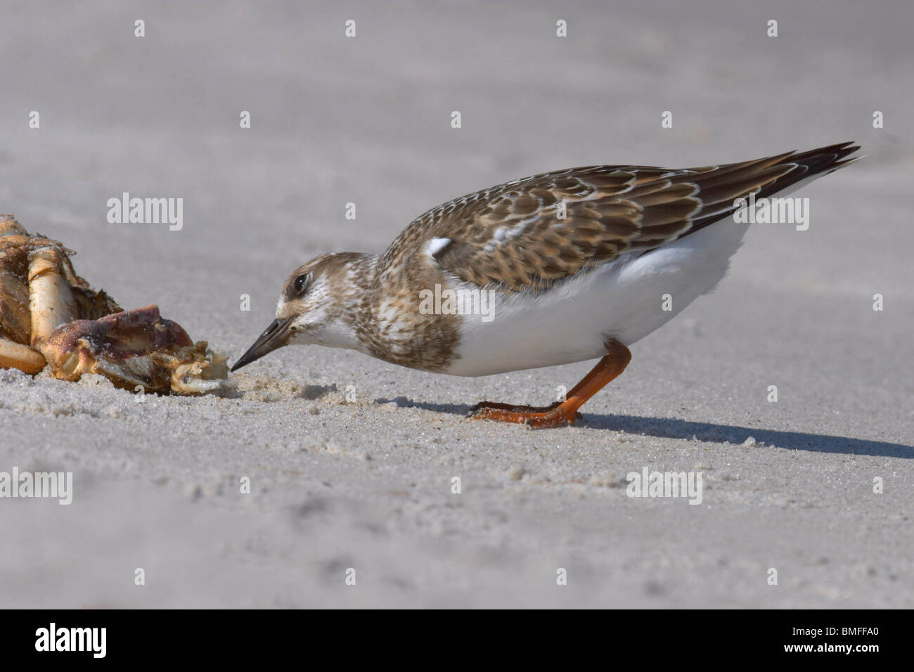 Juvenile ruddy turnstone bird hi-res stock photography and images - Alamy