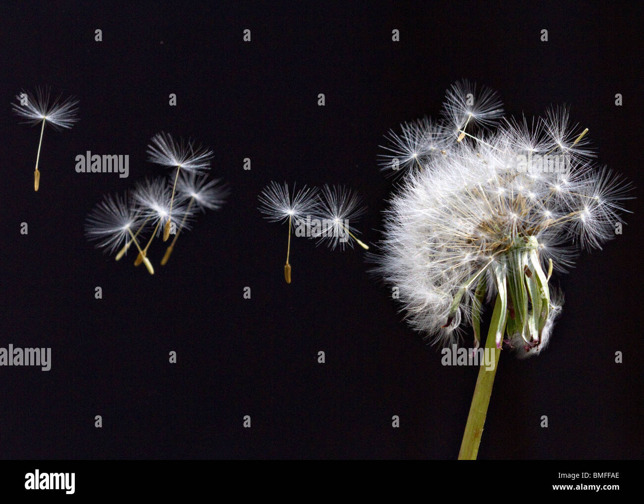 A dandelion flower shedding seeds in the wind Stock Photo - Alamy