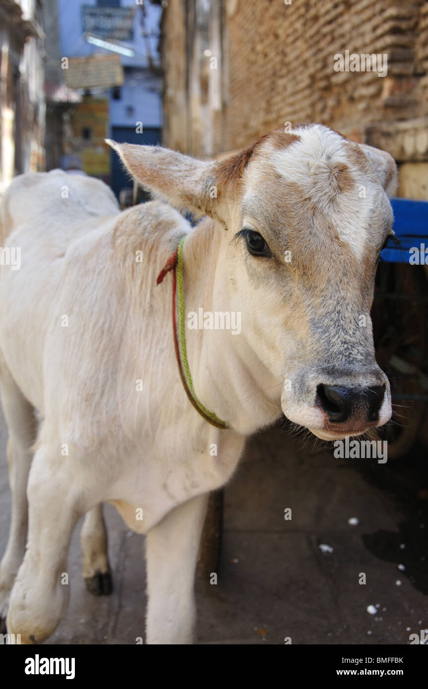 Sacred cow hindu hi-res stock photography and images - Alamy