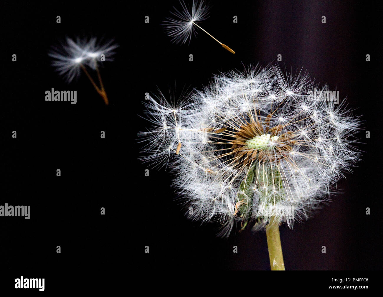A dandelion flower head with seeds blowing away Stock Photo - Alamy