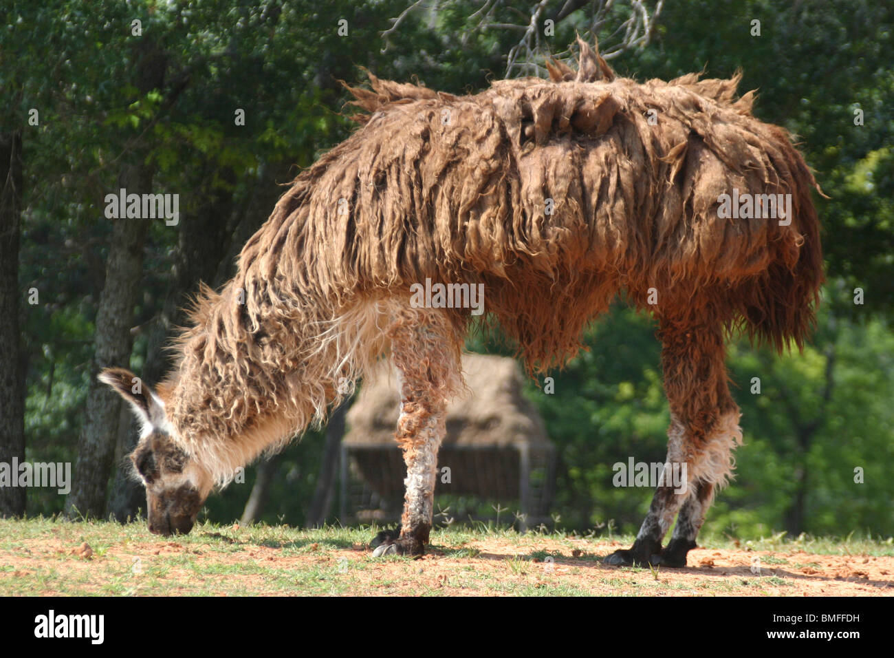 White and brown llama hi-res stock photography and images - Alamy