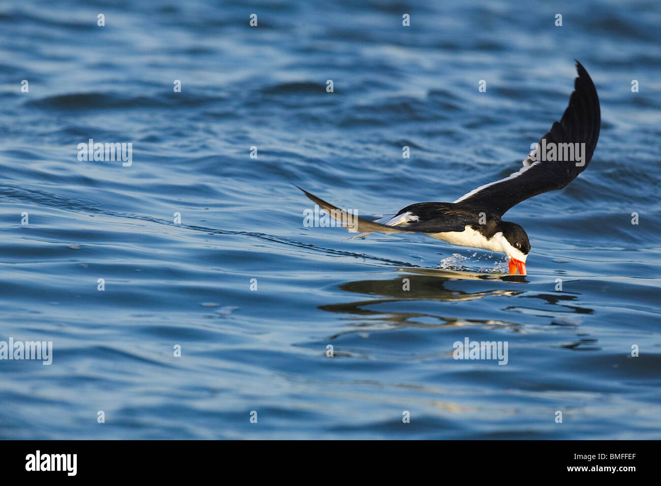 Black Skimmer skimming over the ocean at dawn Stock Photo - Alamy