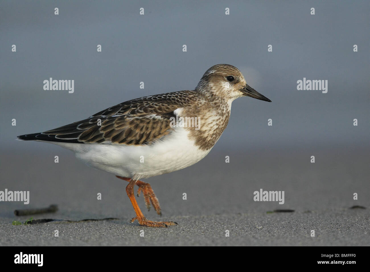 Immature Ruddy Turnstone on the beach at dawn Stock Photo - Alamy