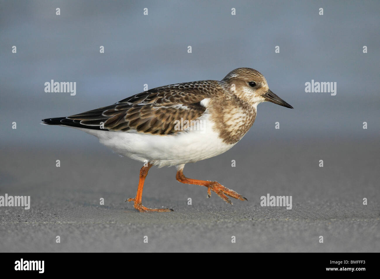 Running juvenile hi-res stock photography and images - Alamy