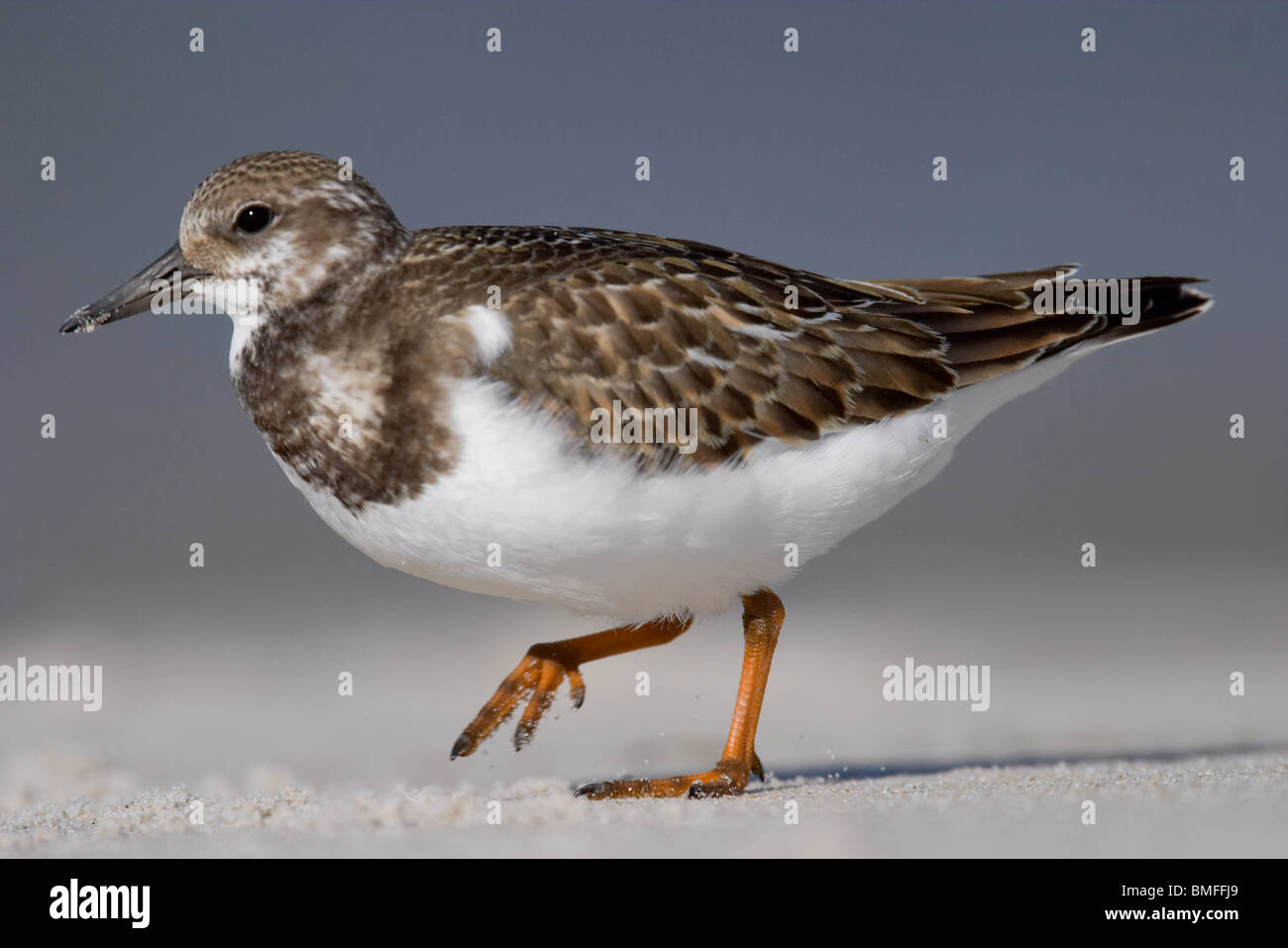 Juvenile turnstone hi-res stock photography and images - Alamy