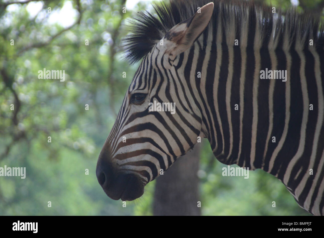 Eye of zebra hi-res stock photography and images - Alamy