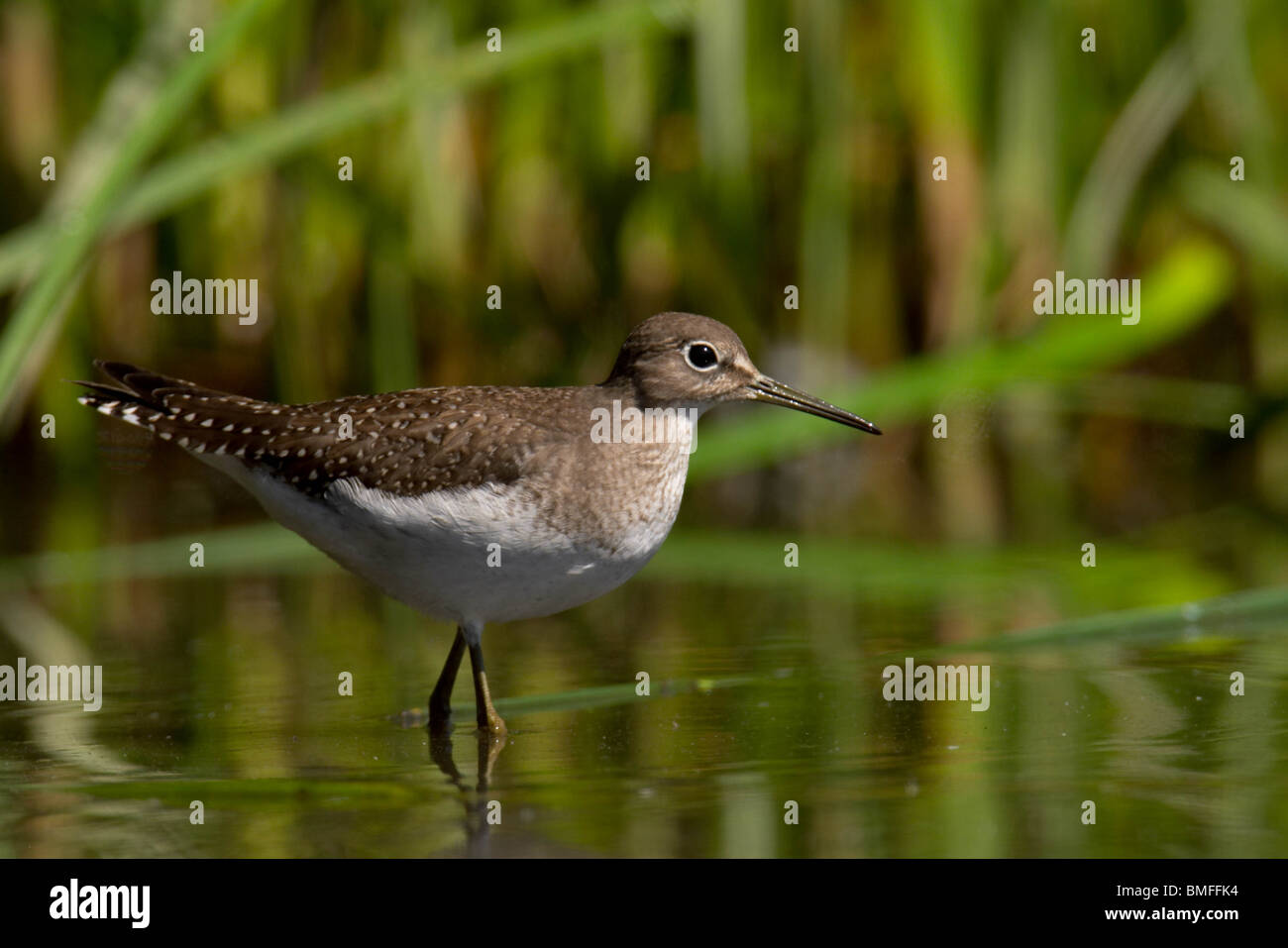 Solitary Sandpiper feeding in shallow water Stock Photo - Alamy