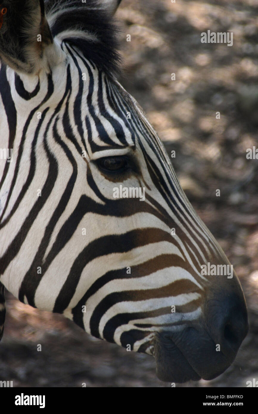 Zebra face closeup hi-res stock photography and images - Alamy