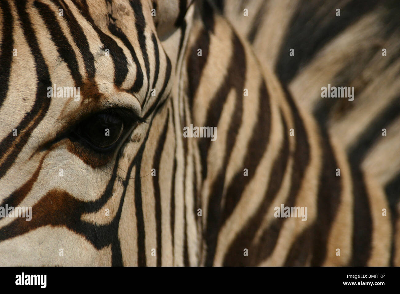 Eye of zebra hi-res stock photography and images - Alamy