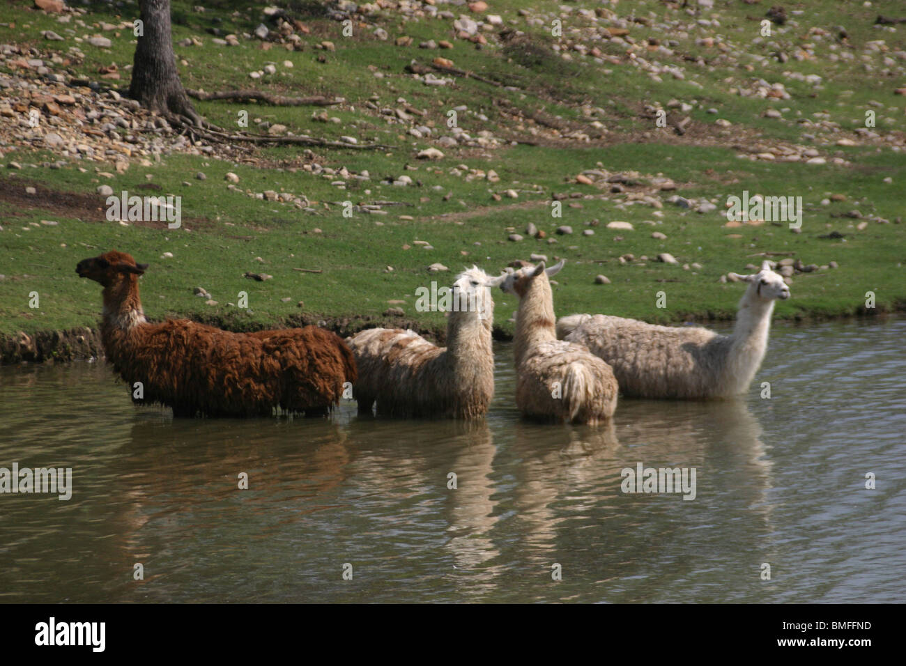 Llamas in Water Stock Photo - Alamy