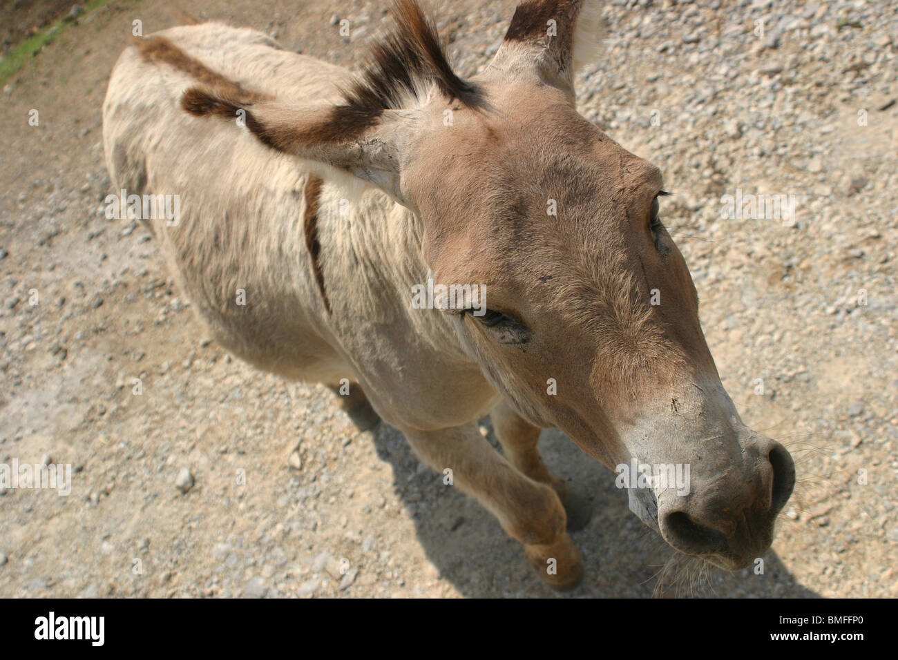 Burro Also Known As Donkey Stock Photo - Alamy