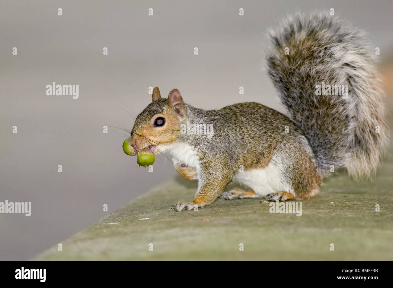 Acorns And Squirrels