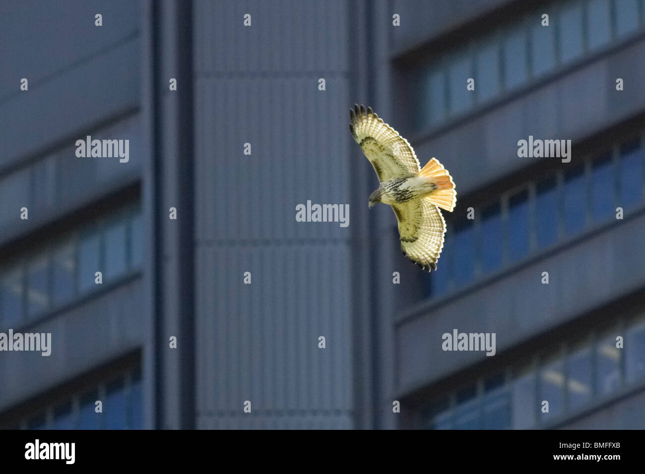 Red-tailed Hawk flying next to a high-rise building in New York City ...